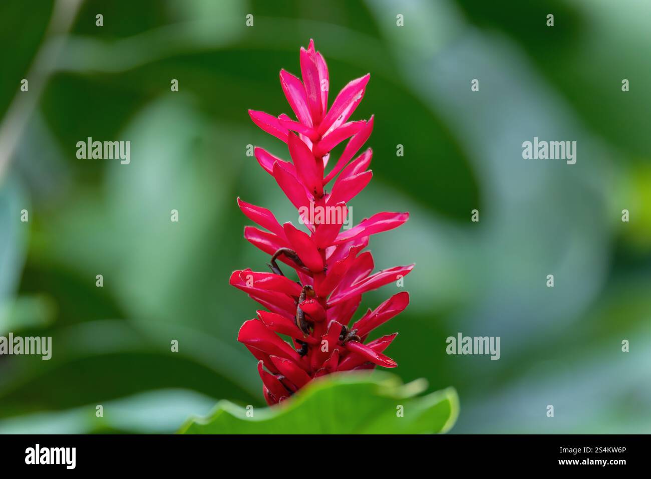 Alpinia purpurata flower aka Red ginger; A beautiful flower from a ...