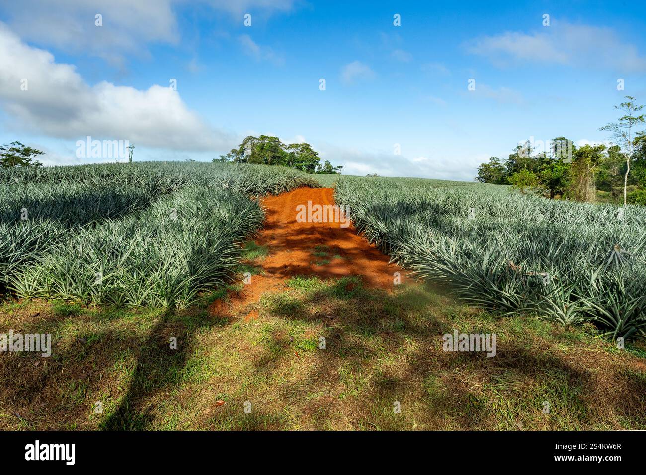 Vast pineapple plantation in Alajuela, Costa Rica, with rows of unripe pineapples growing in ...