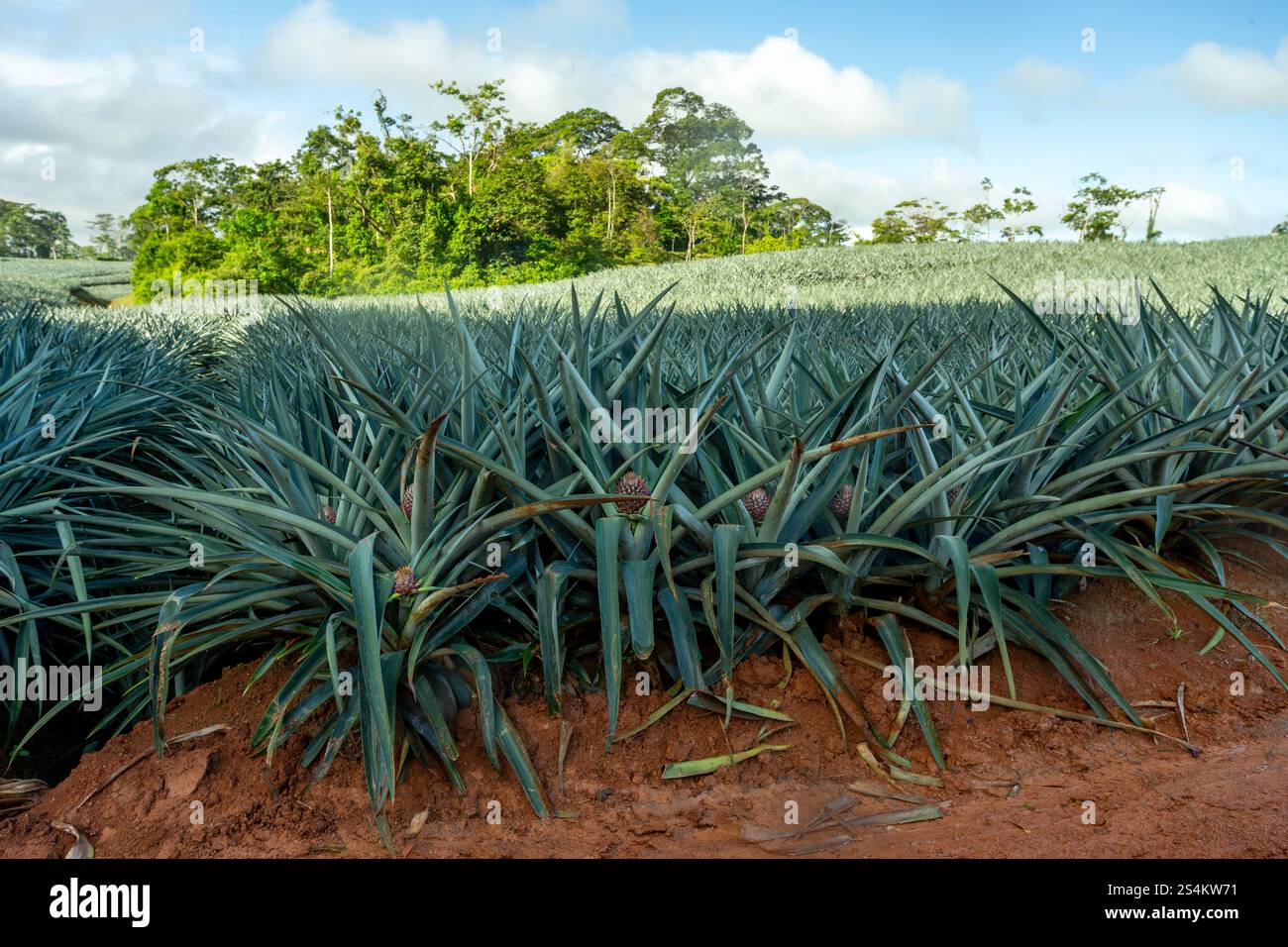 Vast pineapple plantation in Alajuela, Costa Rica, with rows of unripe ...