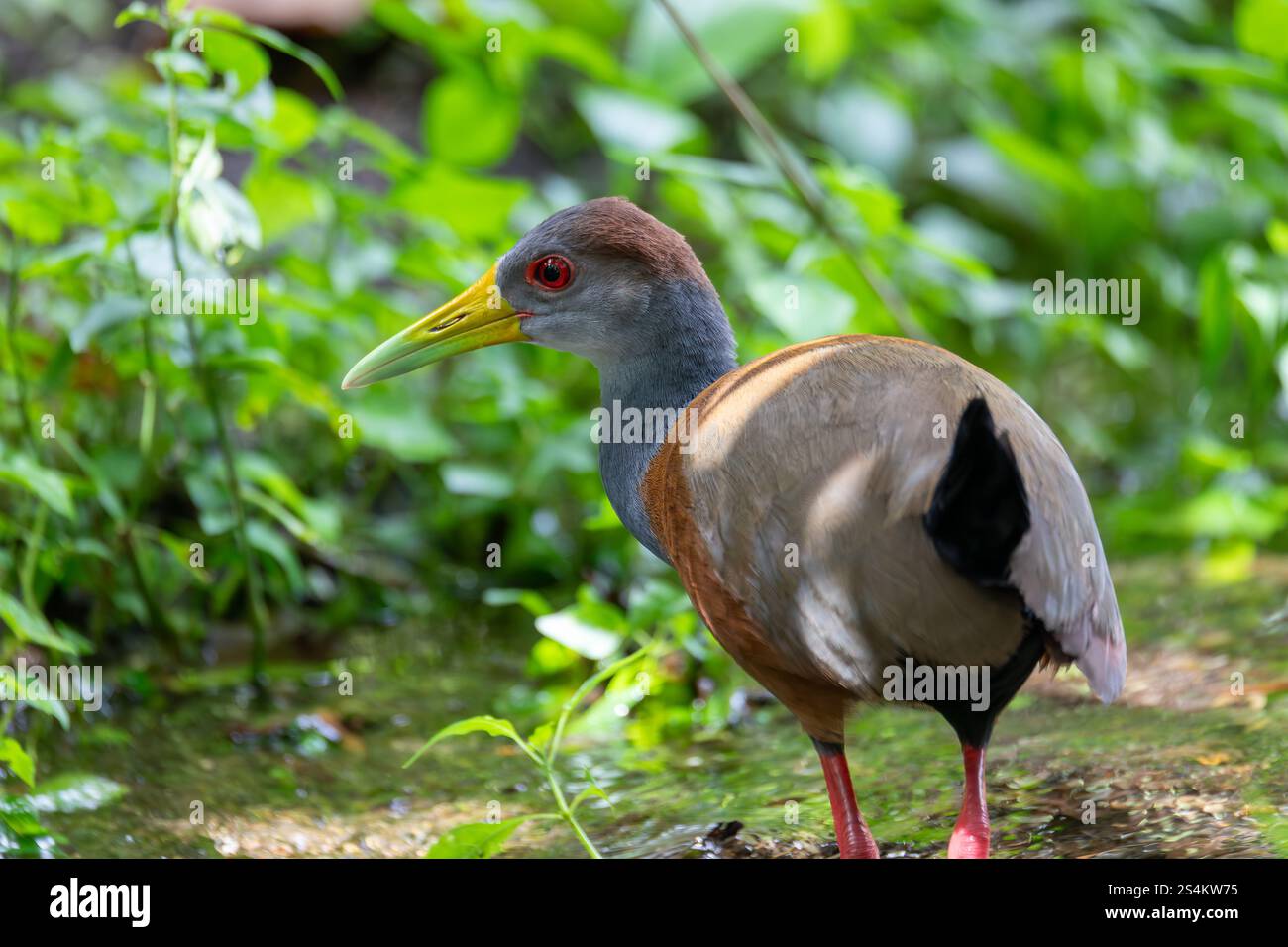 Grey-cowled wood rail or grey-necked wood rail (Aramides cajaneus ...