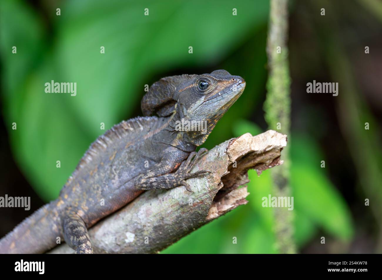 The common basilisk (Basiliscus basiliscus), species of lizard in the family Corytophanidae. La ...