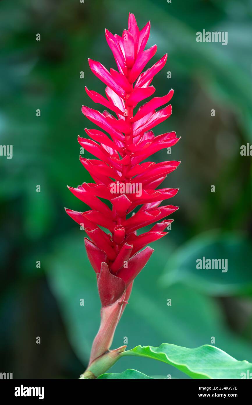 Alpinia purpurata flower aka Red ginger; A beautiful flower from a ...