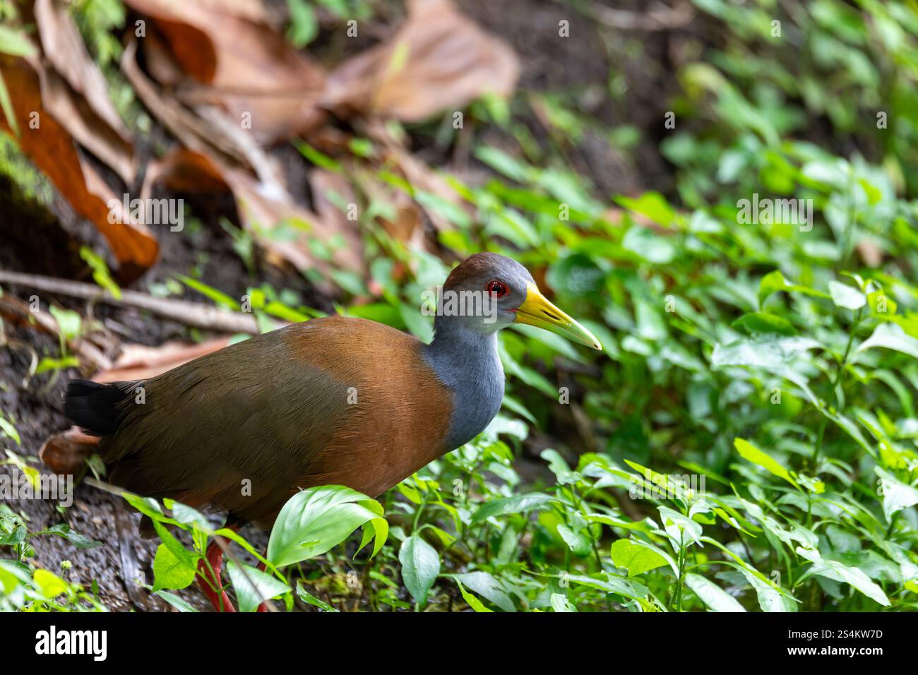 Grey-cowled wood rail or grey-necked wood rail (Aramides cajaneus ...