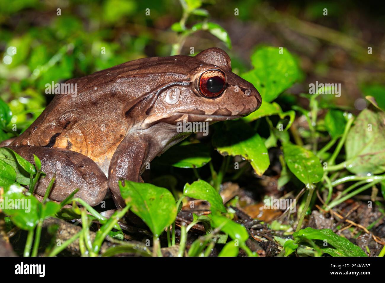 Savages thin-toed frog (Leptodactylus savagei), thin-toed frog species ...