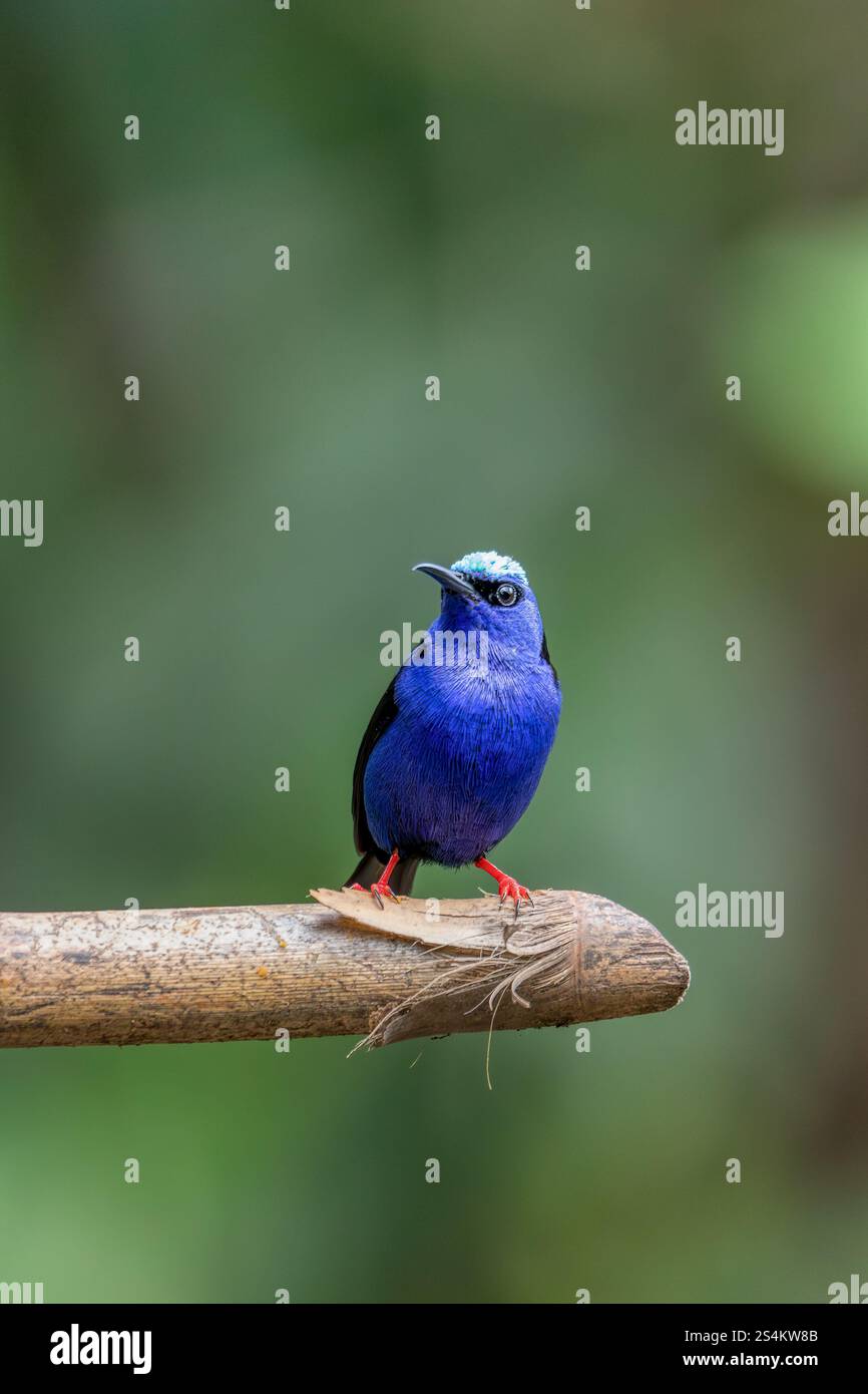 Male of Red-legged honeycreeper (Cyanerpes cyaneus), small songbird ...