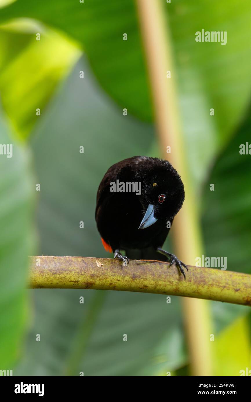Black and red bird Scarlet-rumped tanager (Ramphocelus passerinii ...