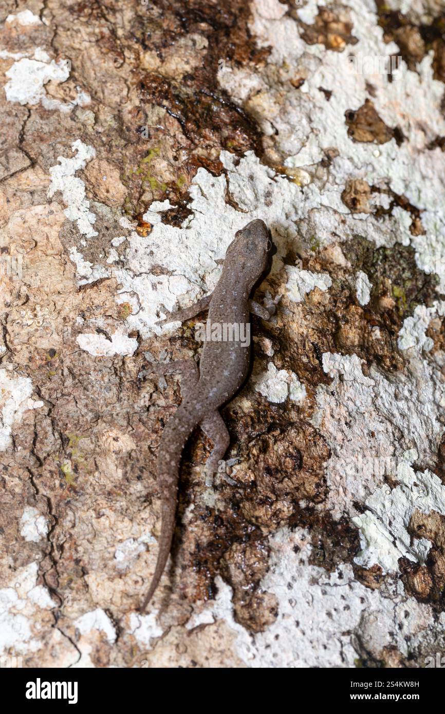 Hemidactylus, genus of the common nocturnal gecko family, Gekkonidae ...