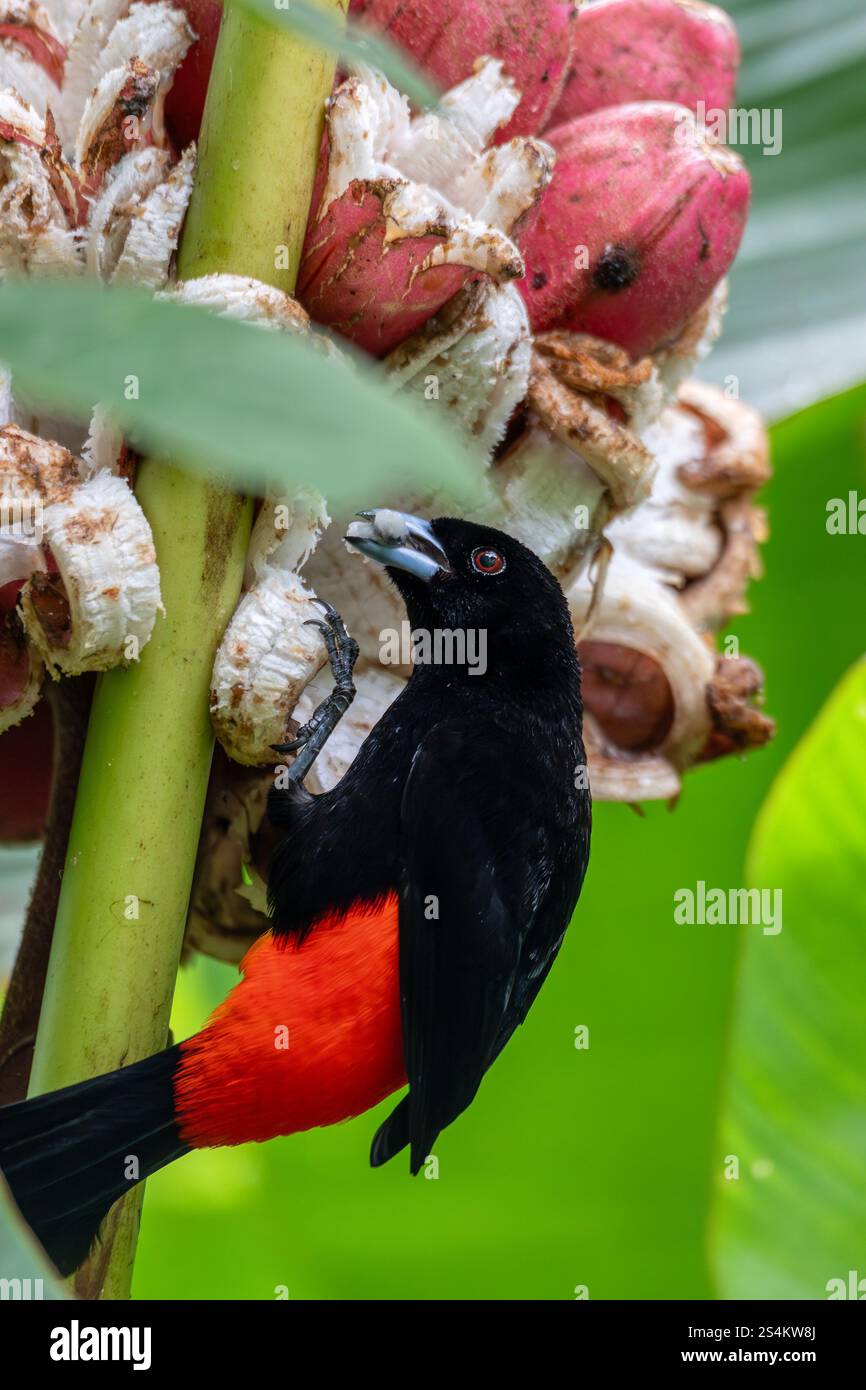 Black and red bird Scarlet-rumped tanager (Ramphocelus passerinii ...