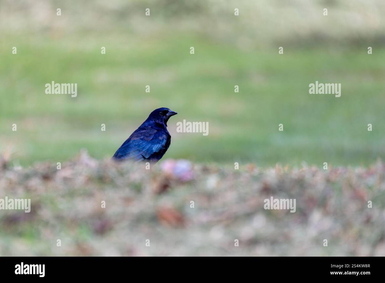 Shiny cowbird (Molothrus bonariensis), passerine bird in the New World ...