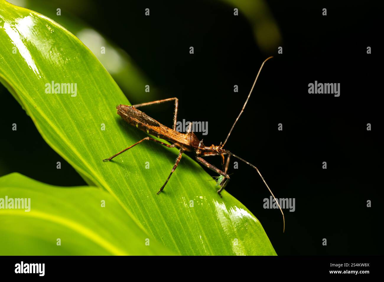 Reduviidae is a large cosmopolitan family of the order Hemiptera, true ...