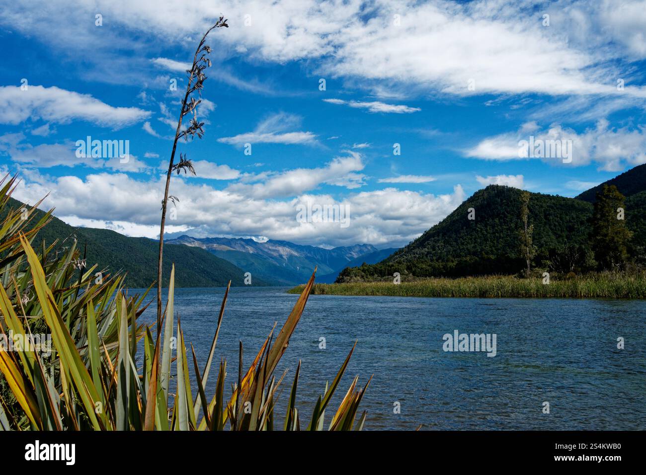 View over Lake Rotoroa, a flax plant & flower stem in the foreground ...