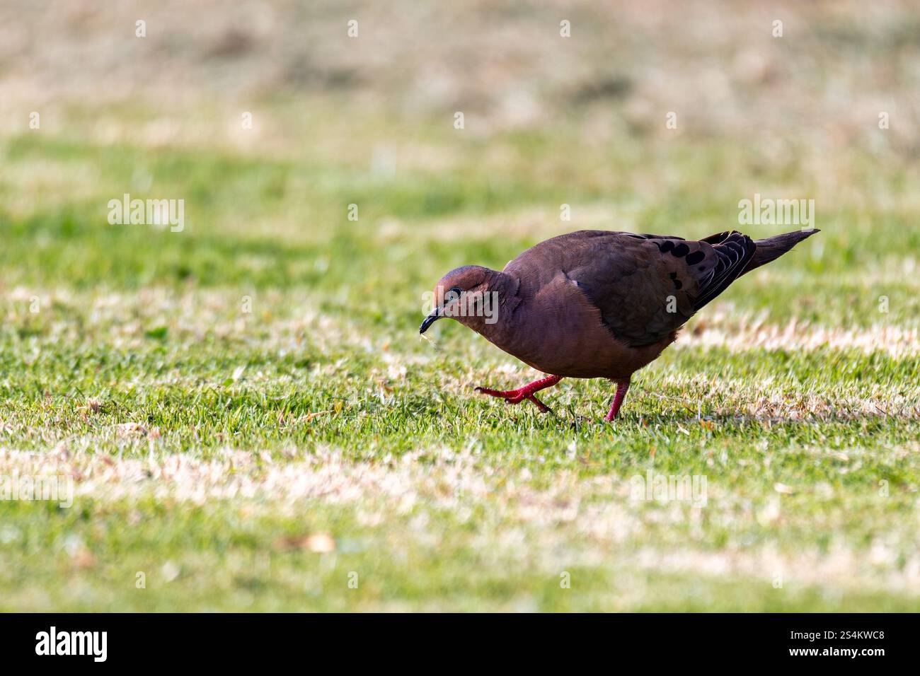 Eared dove (Zenaida auriculata), New World dove bird. Ecoparque Sabana ...