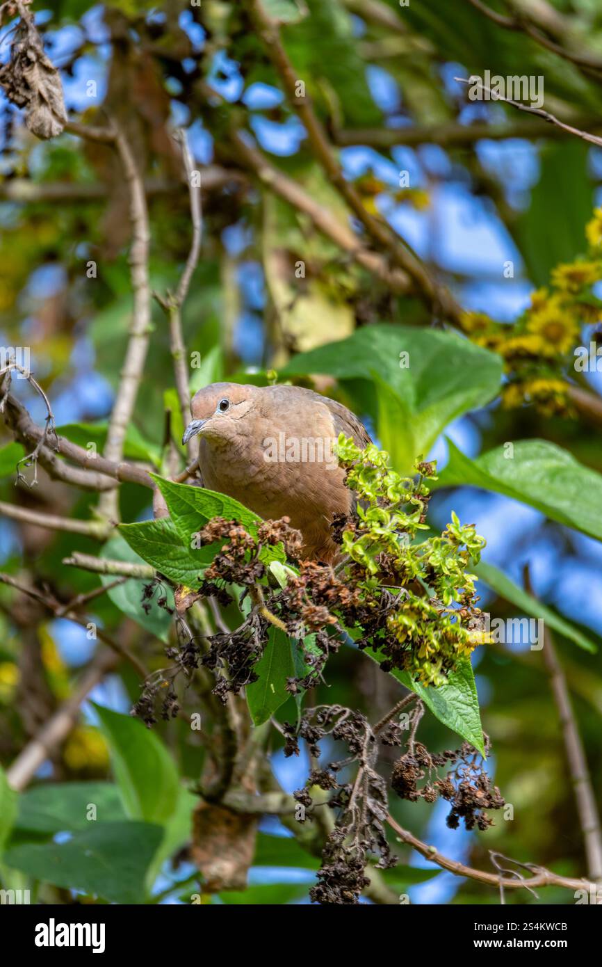 Eared dove (Zenaida auriculata), New World dove bird. Ecoparque Sabana ...