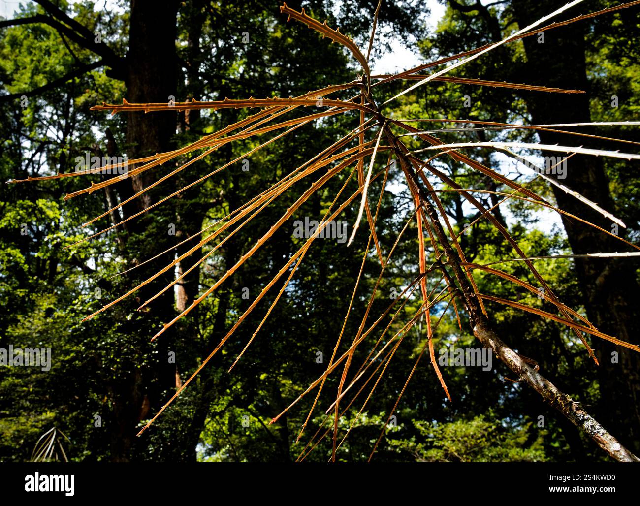 Pseudopanax ferox, Fierce lancewood small tree in juvenile form ...