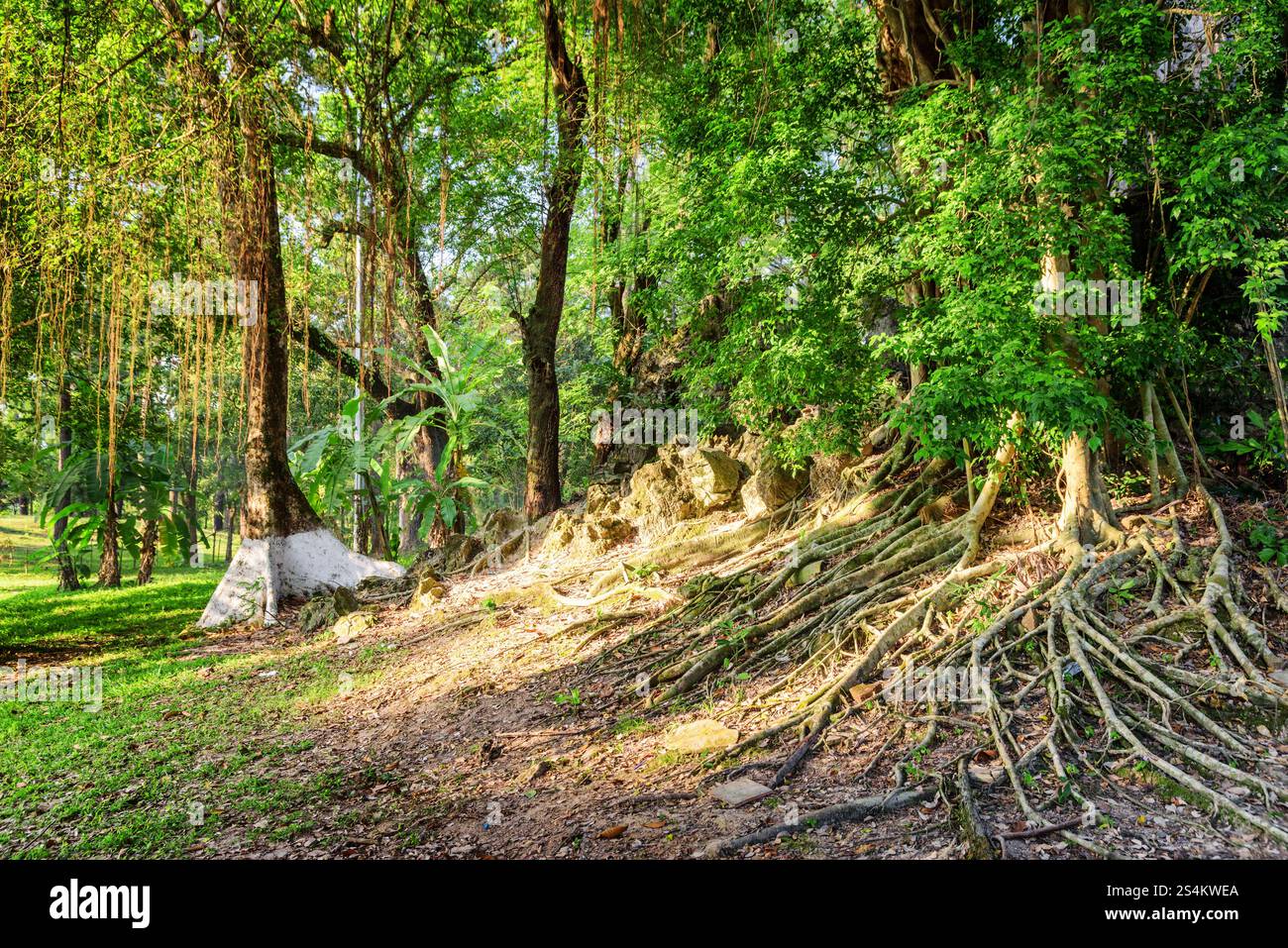 Trees with roots above ground. Scenic woods. Summer landscape Stock ...