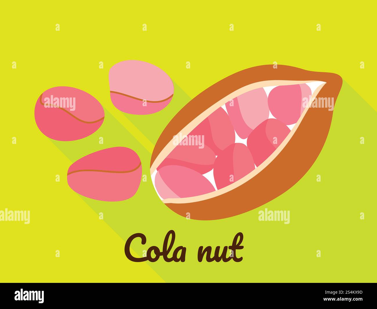 Cola nut icon. Flat illustration of cola nut vector icon for web design ...