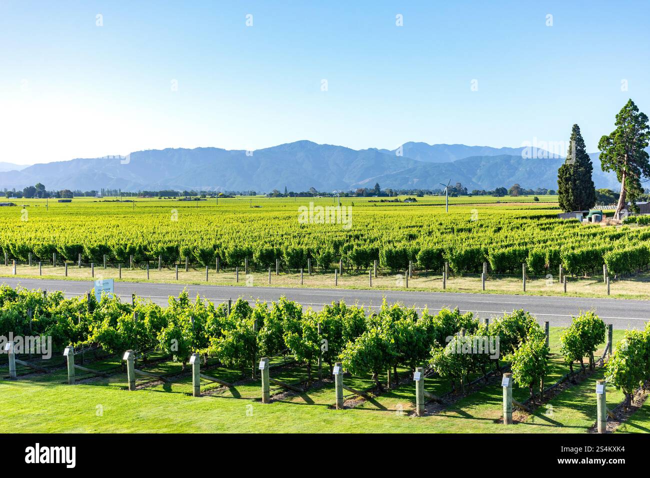 Vineyard view from Wither Hills Winery, Marlborough Wine Trail, Wairau Valley, Blenheim ...