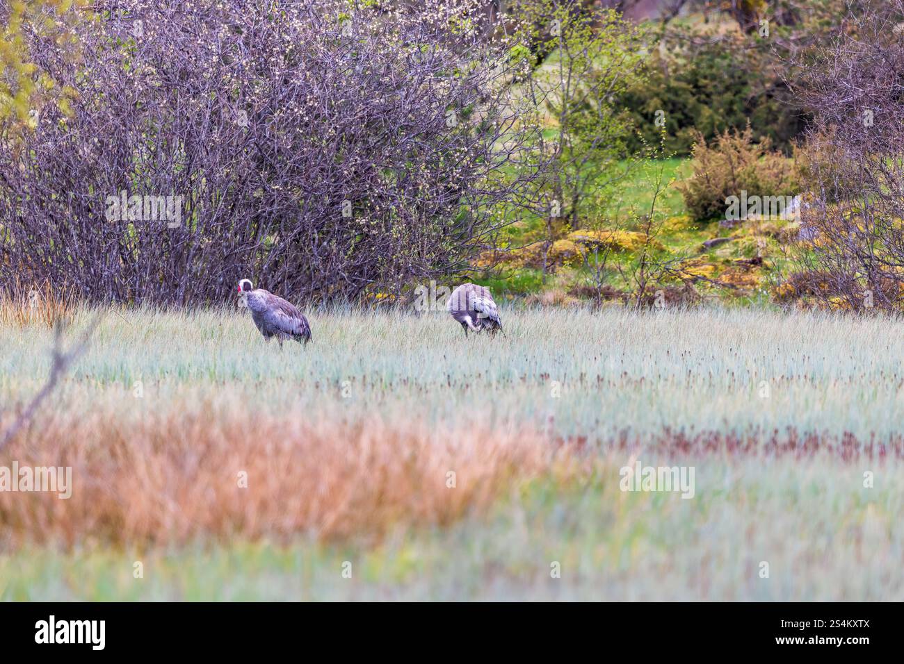 Cranes walking in a swamp in the wilderness Stock Photo - Alamy