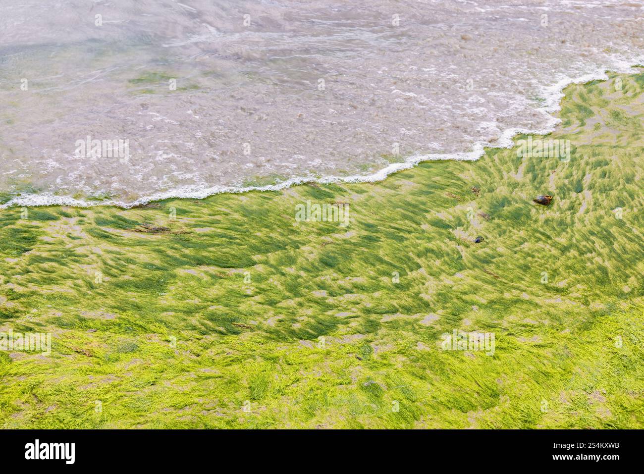 Green algae on a sand beach in low tide Stock Photo - Alamy