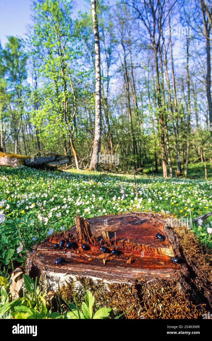 Beetles foraging for sap on a tree stump on a flowering spring meadow ...