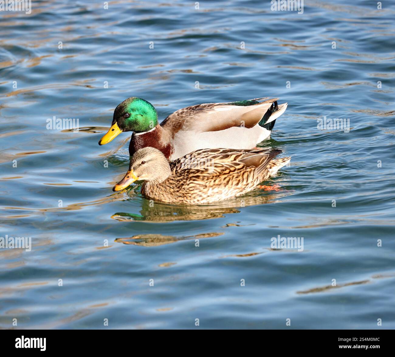 Mandarin ducks and wild ducks swim in the lake at Beihai Park in ...