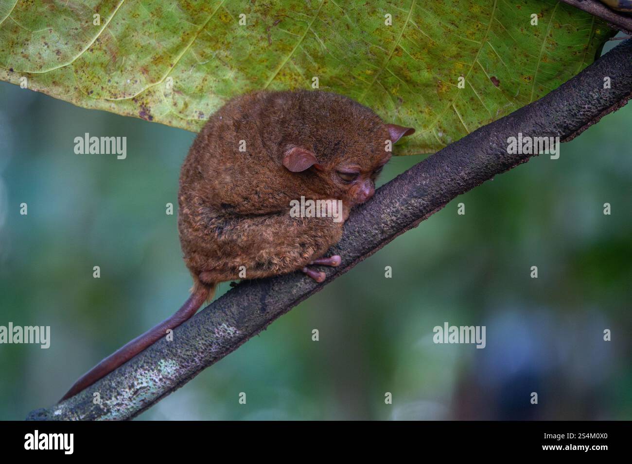 Endangered Tarsier in Bohol Tarsier sanctuary, Cebu, Philippines Stock ...