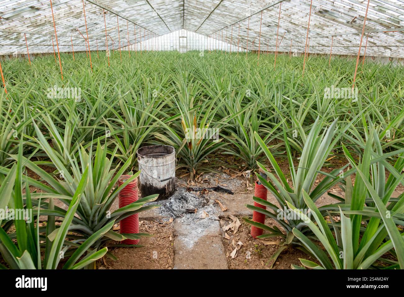 Azores, Pineapple fruit in a traditional Azorean greenhouse plantation ...