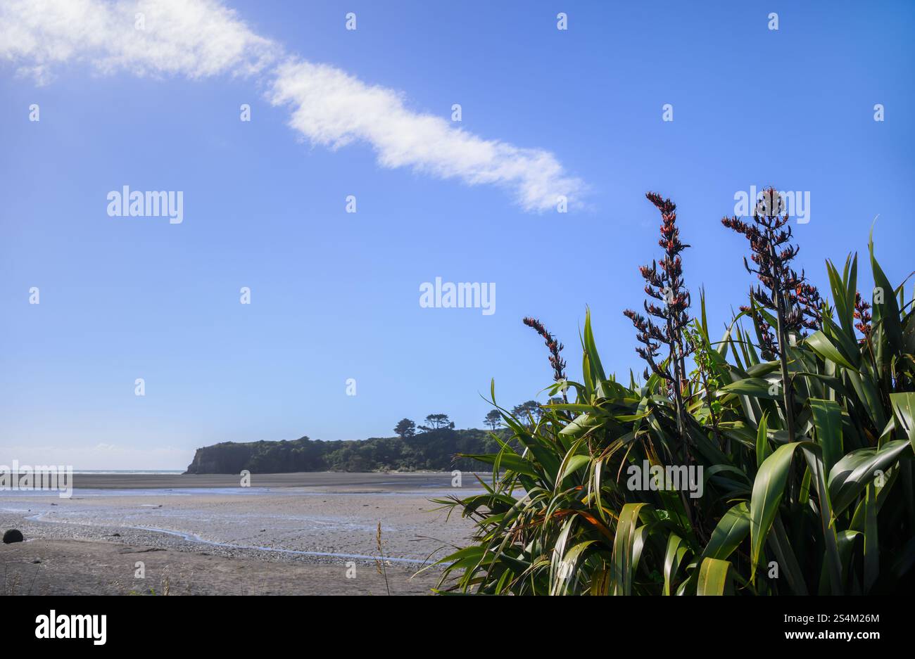 Native New Zealand Flax (Harakeke) flowers at Tongaporutu beach ...