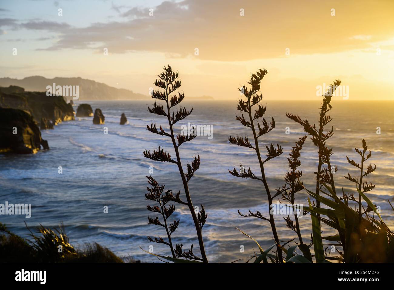Native New Zealand Flax (Harakeke) flowers at Three Sisters ...