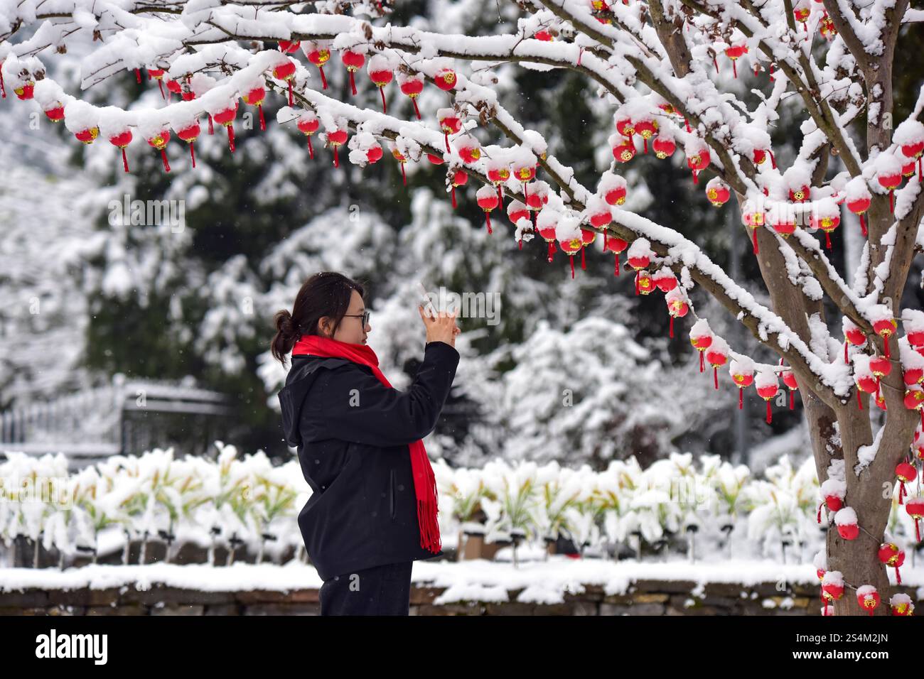 Snow scenery at a forest park in Chongqing, China, 9 January, 2025 ...