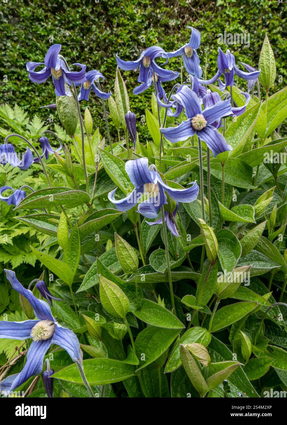 Pretty blue and white flowers of Clematis integrifolia (solitary ...