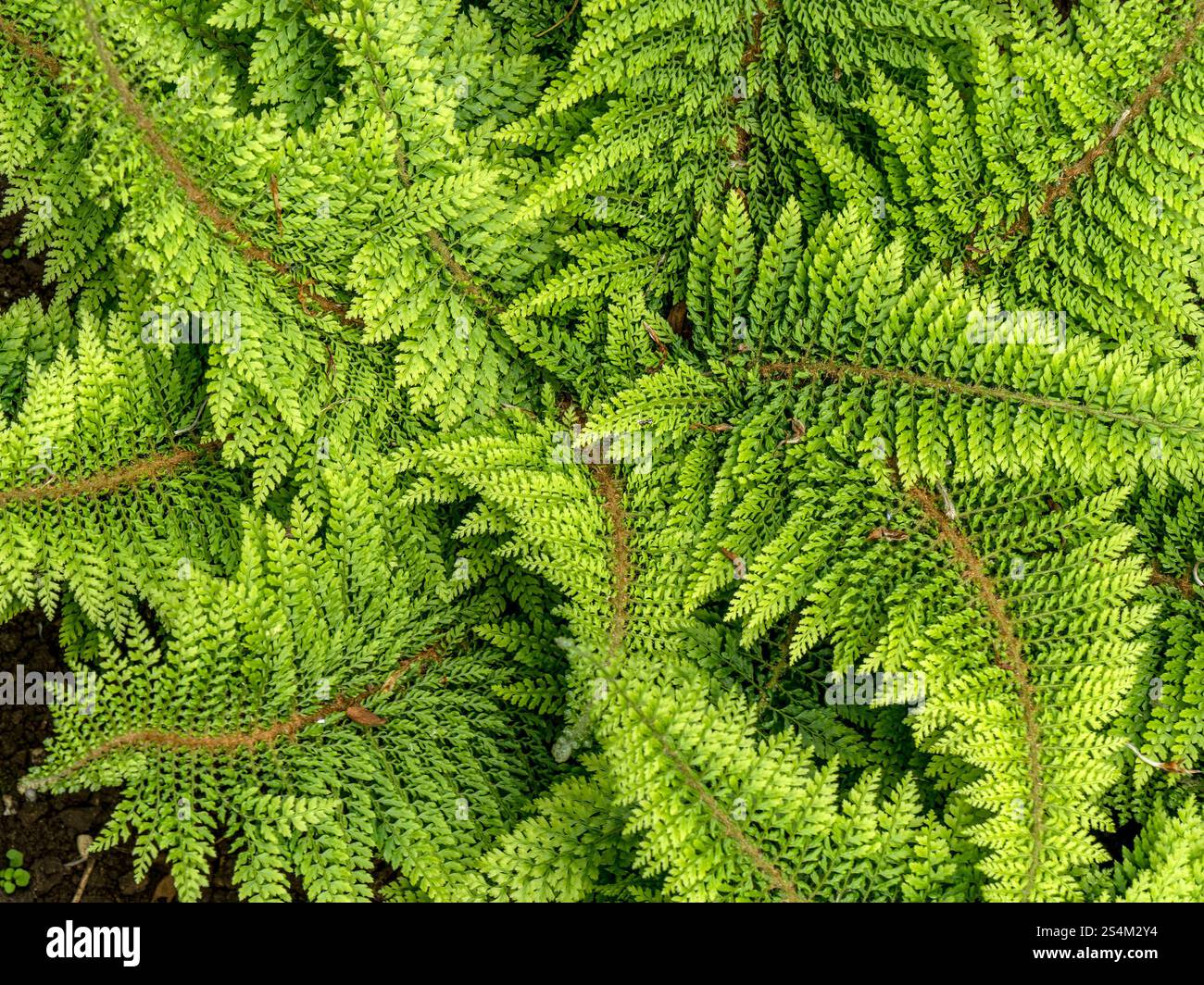 Green fronds of the Soft Shield fern, Polystichum setiferum ...