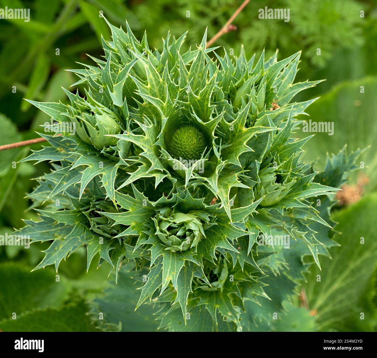Closeup of green thistle,Eryngium giganteum (Miss Willmott's Ghost ...