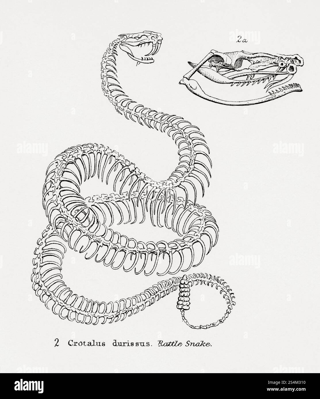 Crotalus durissus, aka South American rattlesnake or tropical ...