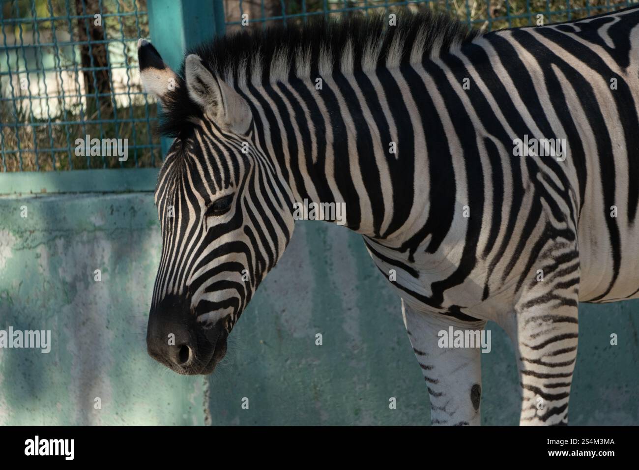 Zebra Zoo Enclosure Captivity: Single plains zebra stands enclosure ...