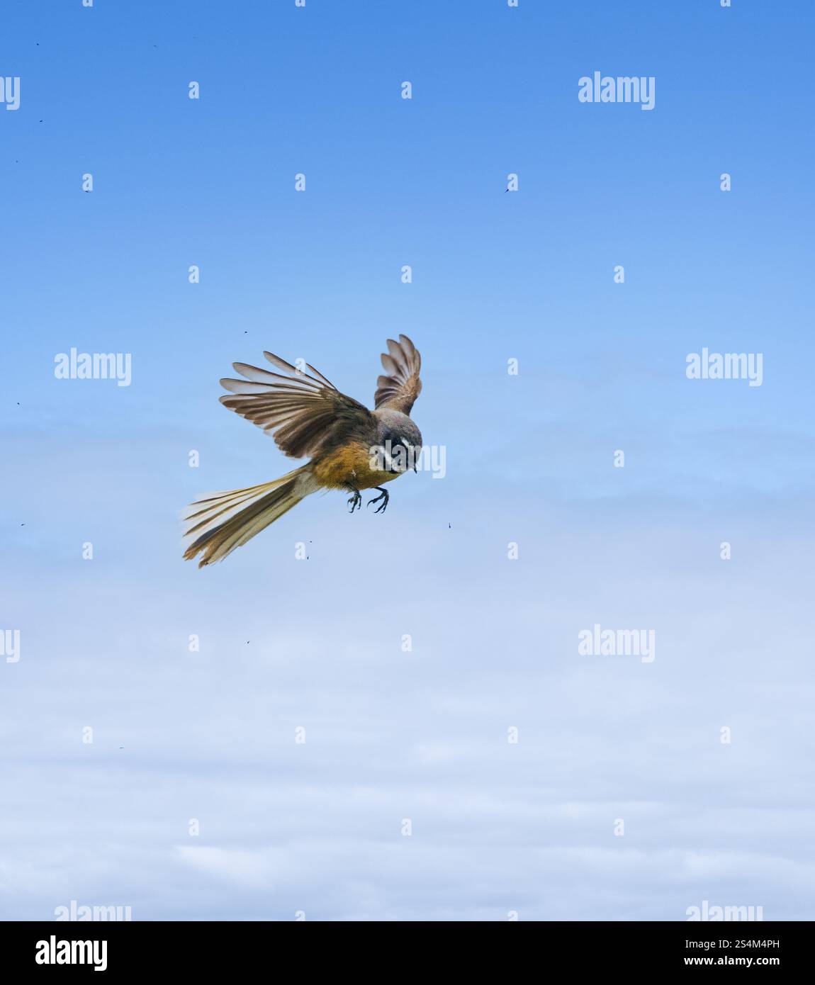 A fantail bird flying with wings wide open and aerial feeding on small ...