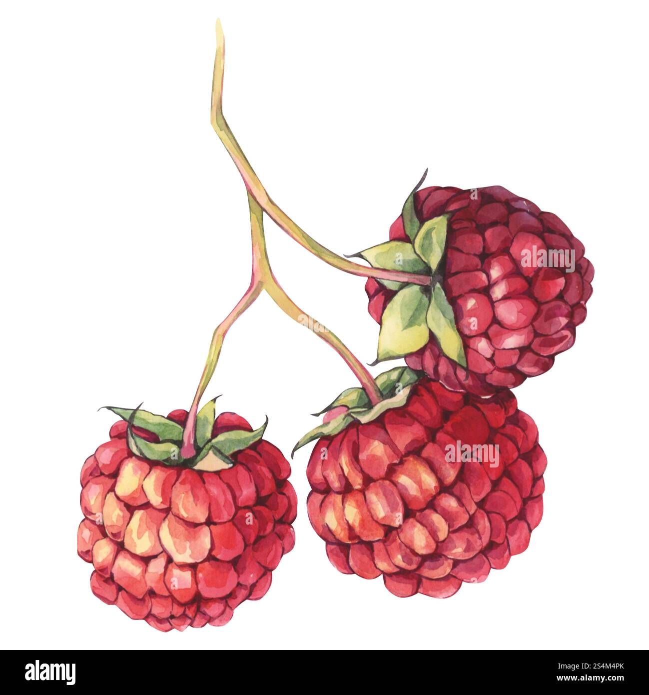 Berry color Cut Out Stock Images & Pictures - Alamy