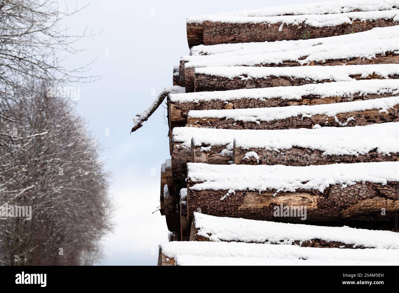 Chopped tree logs pilled up next to a forest covered with snow, lumber ...