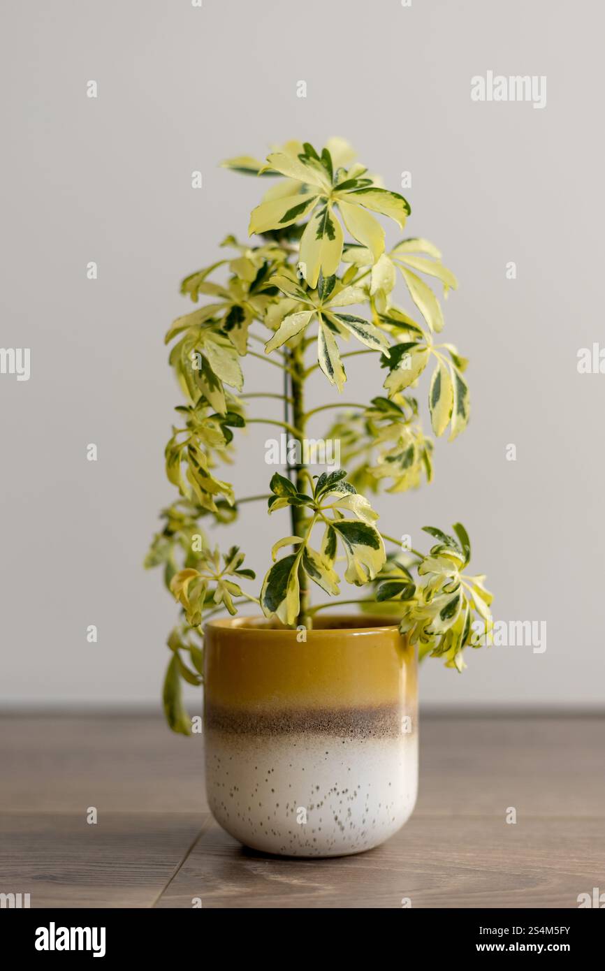 A beautiful variegated Schefflera plant displayed in a modern yellow ...