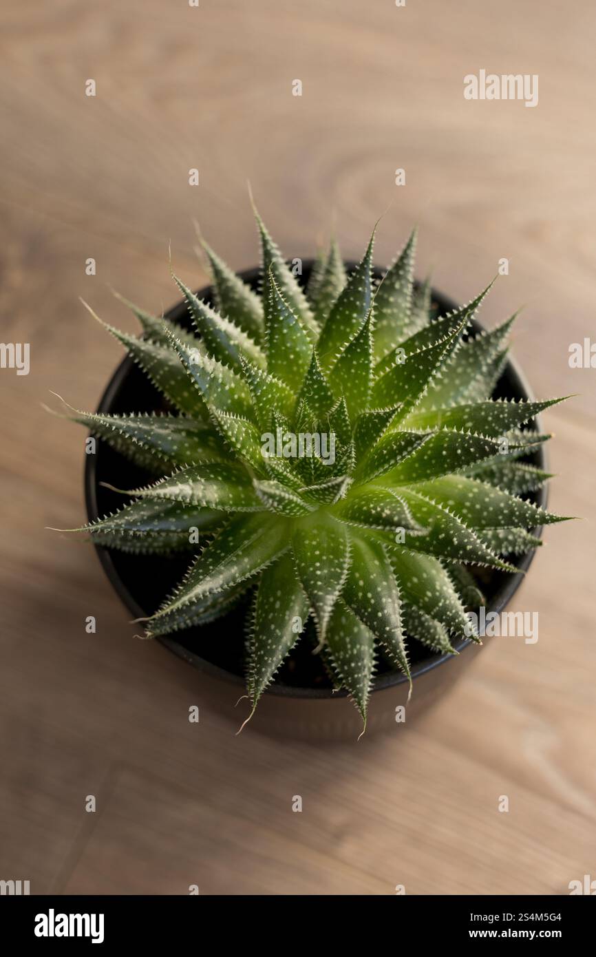 Spiky black textures hi-res stock photography and images - Alamy
