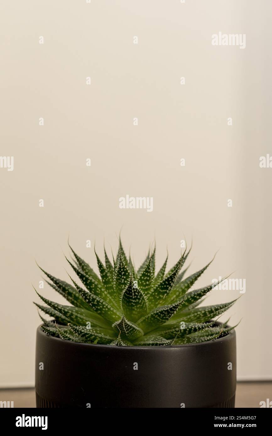 Spiky Succulent in Modern Black Pot Stock Photo - Alamy