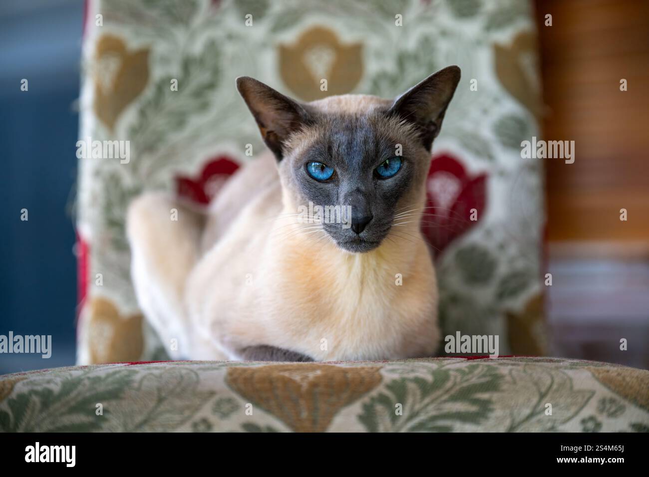 Blue point siamese cat hi-res stock photography and images - Alamy
