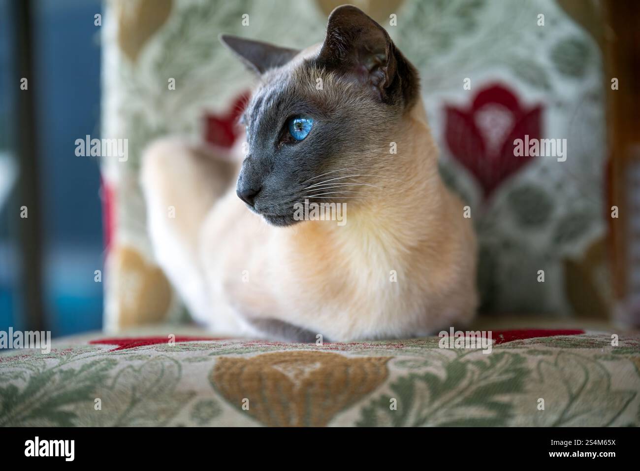 Blue point siamese cat hi-res stock photography and images - Alamy