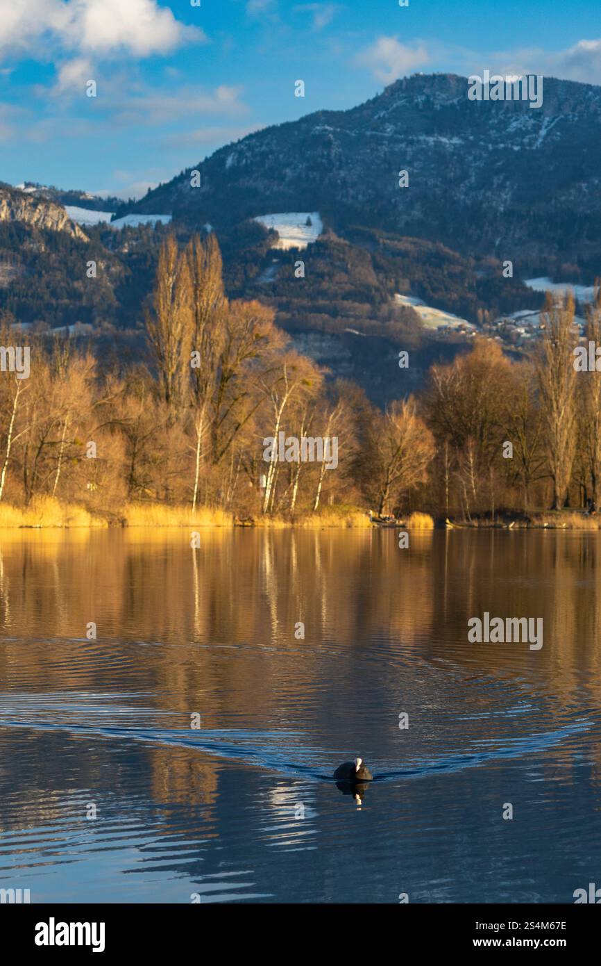 Panorama with Sunset on the Old Rhine with illuminated reeds and bushes ...