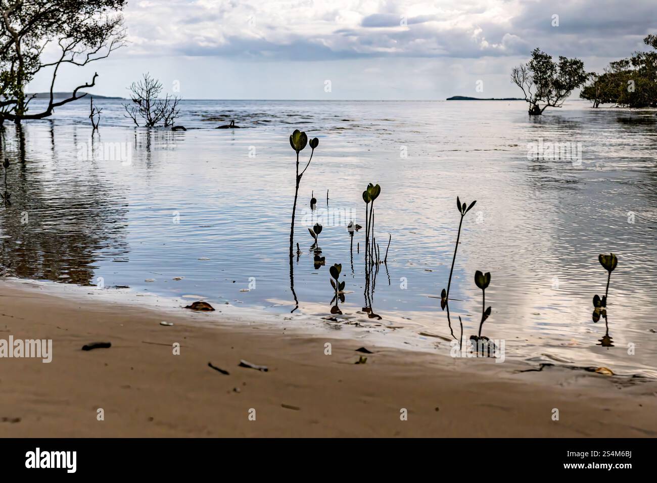 Dundonga Creek, K'gari, Fraser Island, Queensland Australia, mangrove ...