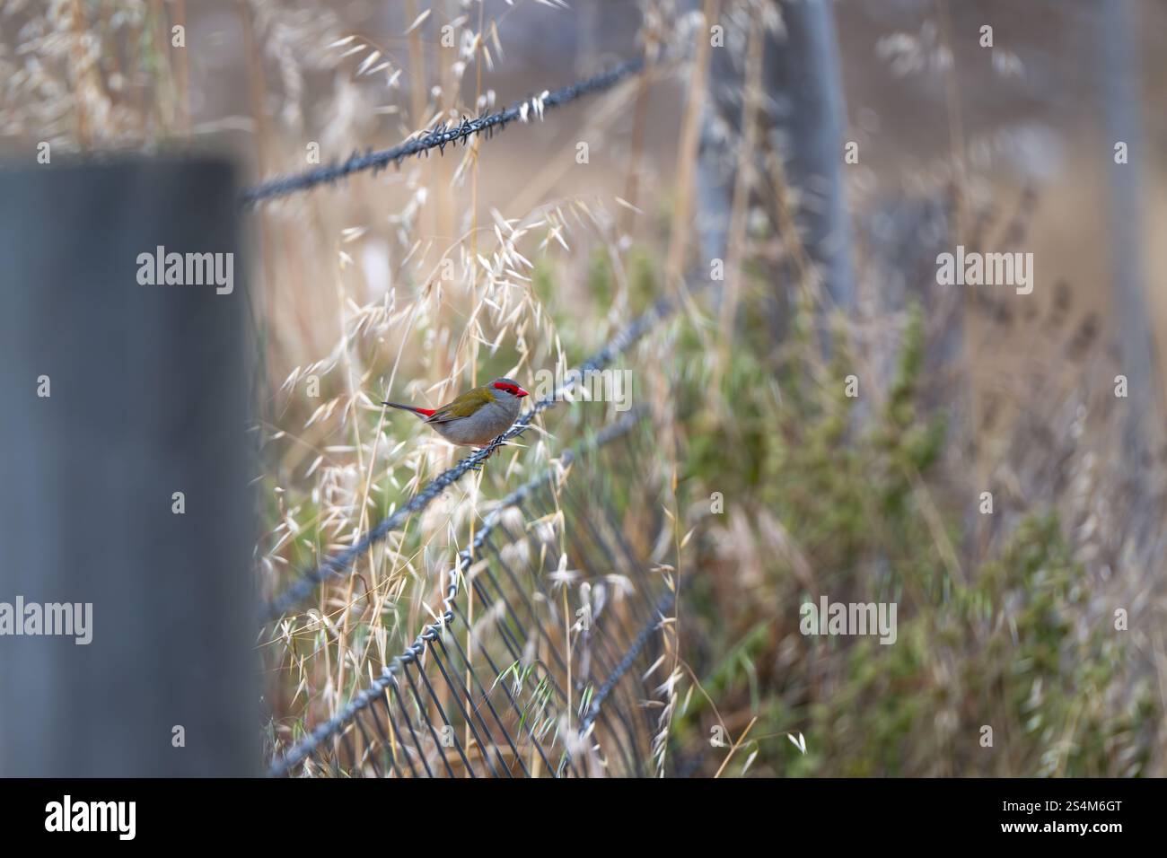 Red-browed finch, Neochmia temporalis, Australian native wild bird ...