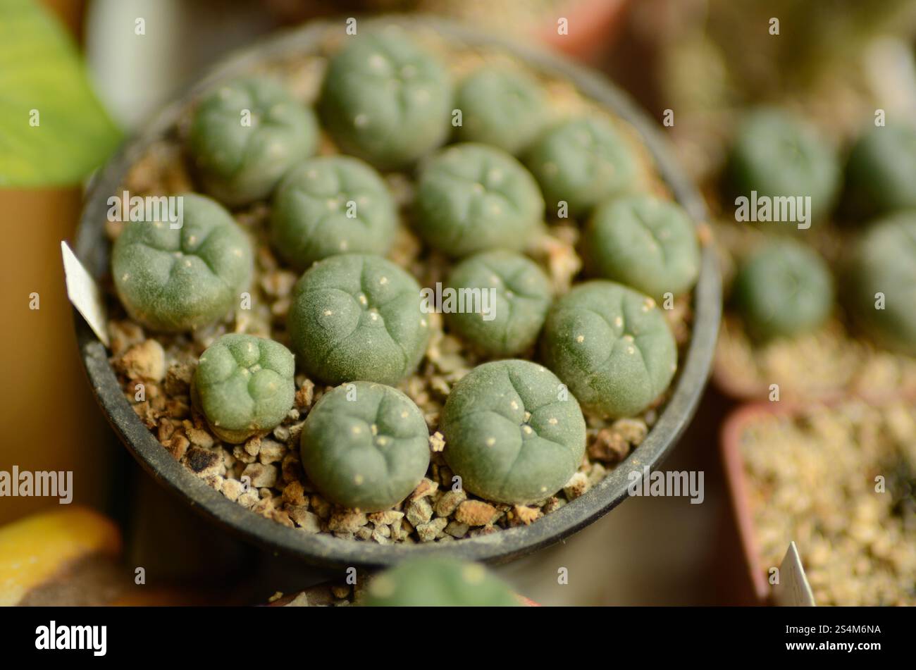 Hikuli walula saeliami hi-res stock photography and images - Alamy