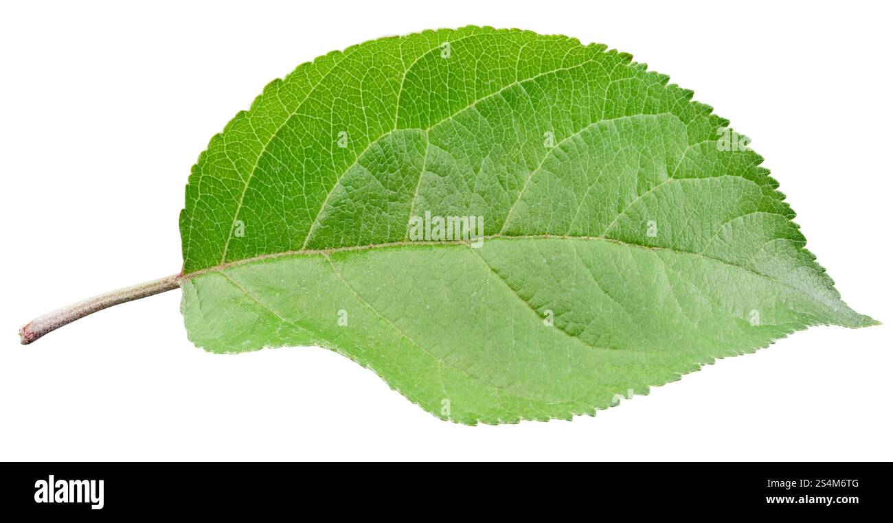 Apple leaves isolated on white background. One Leaf Apple Clipping Path ...