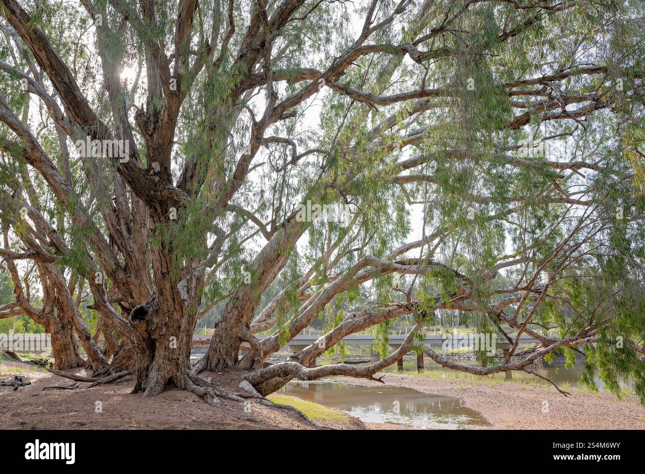 Gum tree on banks of Mackenzie river, Duaringa outback central ...