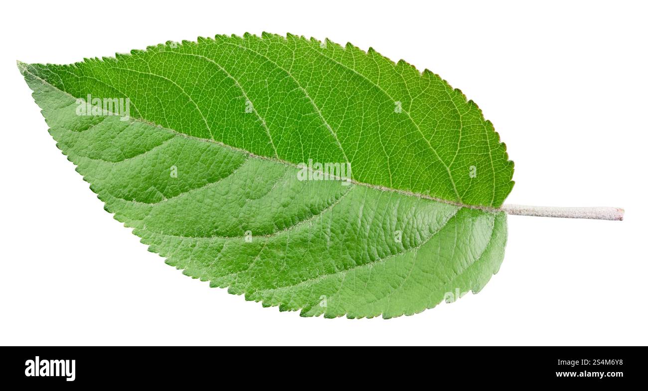 Apple leaves isolated on white background. One Leaf Apple Clipping Path ...